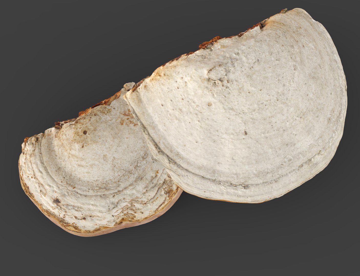 3D Fomes Fomentarius - TurboSquid 2219091