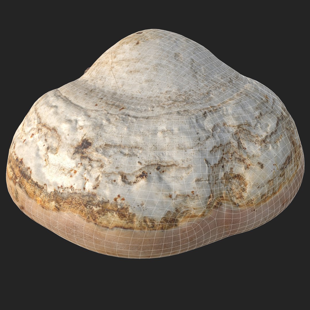 3D Fomes Fomentarius - TurboSquid 2219091
