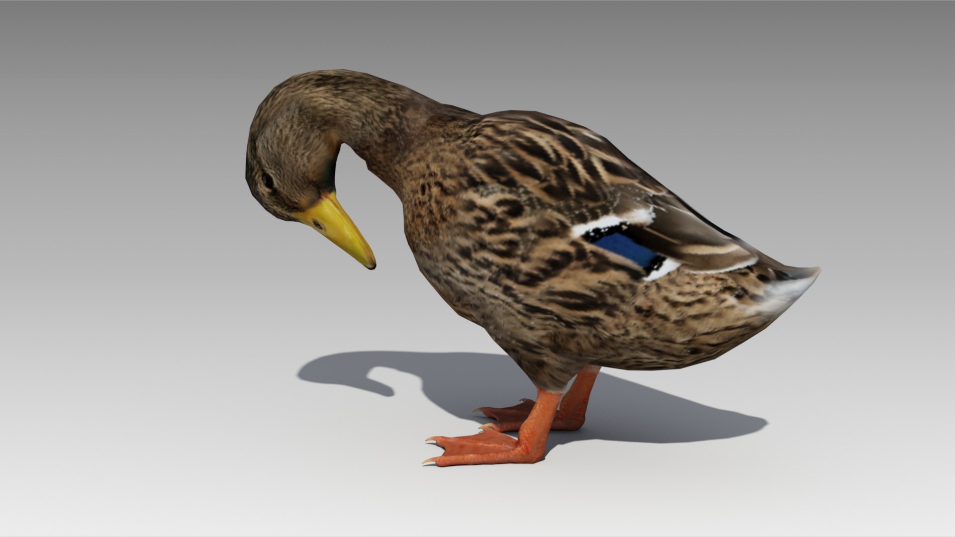 3D model mallard duck female - TurboSquid 1625343