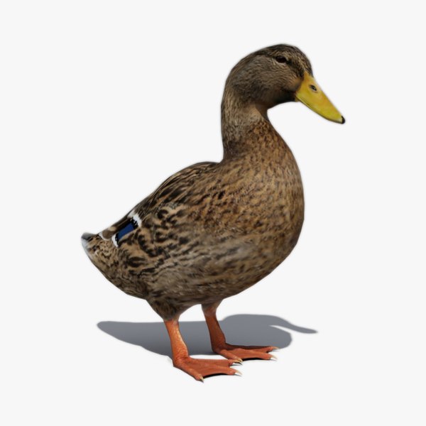 Duck 3D Models for Download | TurboSquid