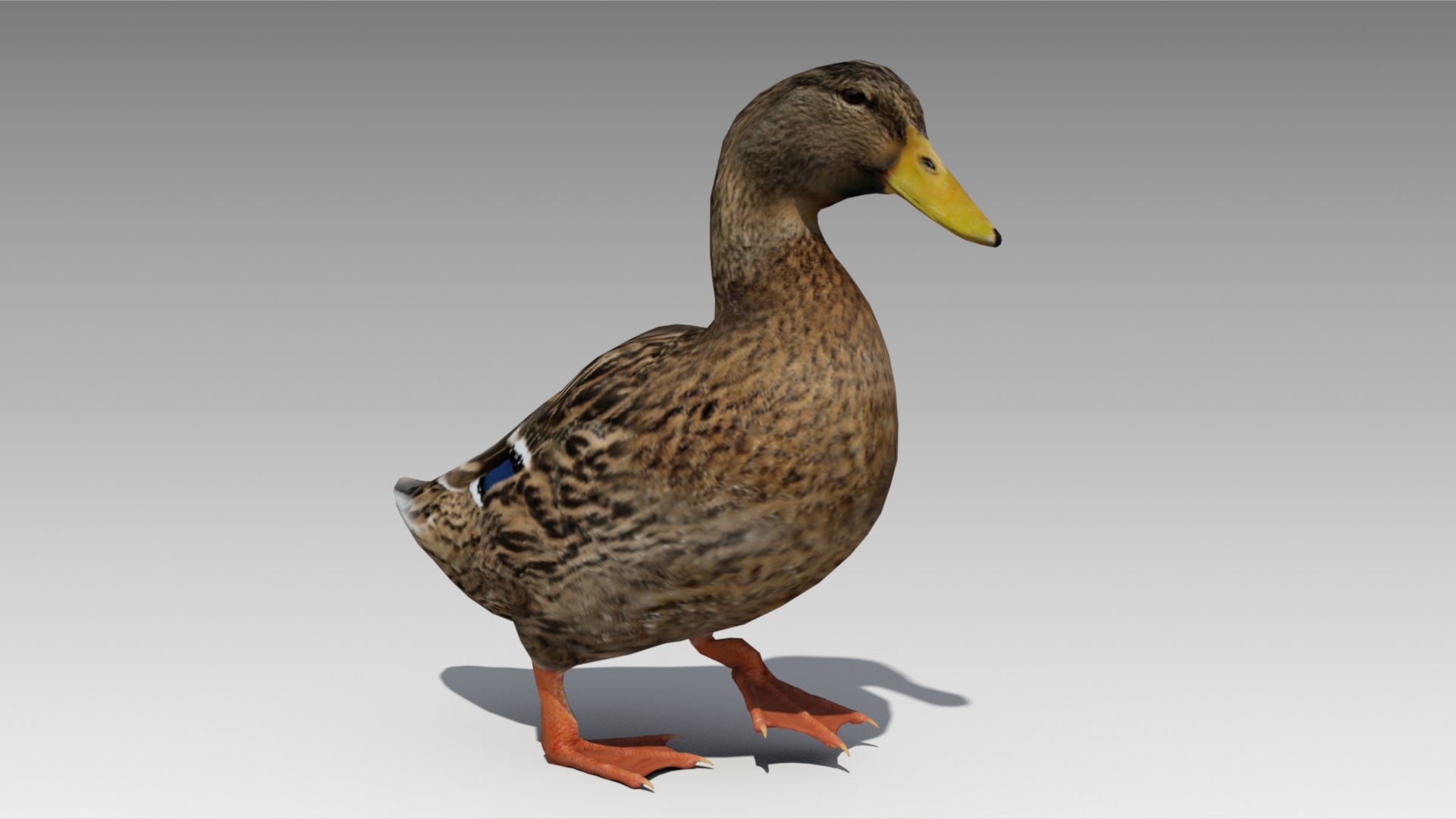 3D model mallard duck female - TurboSquid 1625343