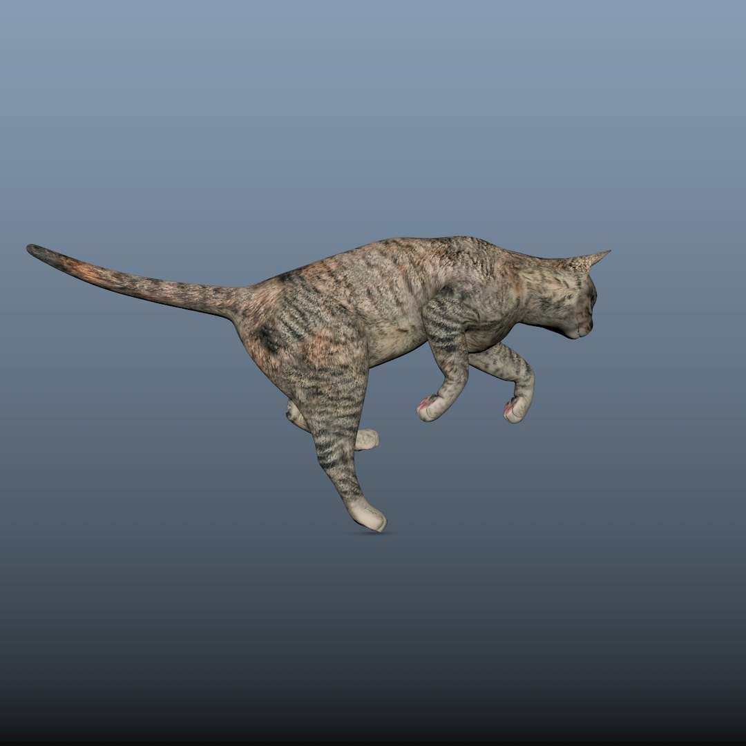 Cat Rig - 3D | 1144208 | TurboSquid