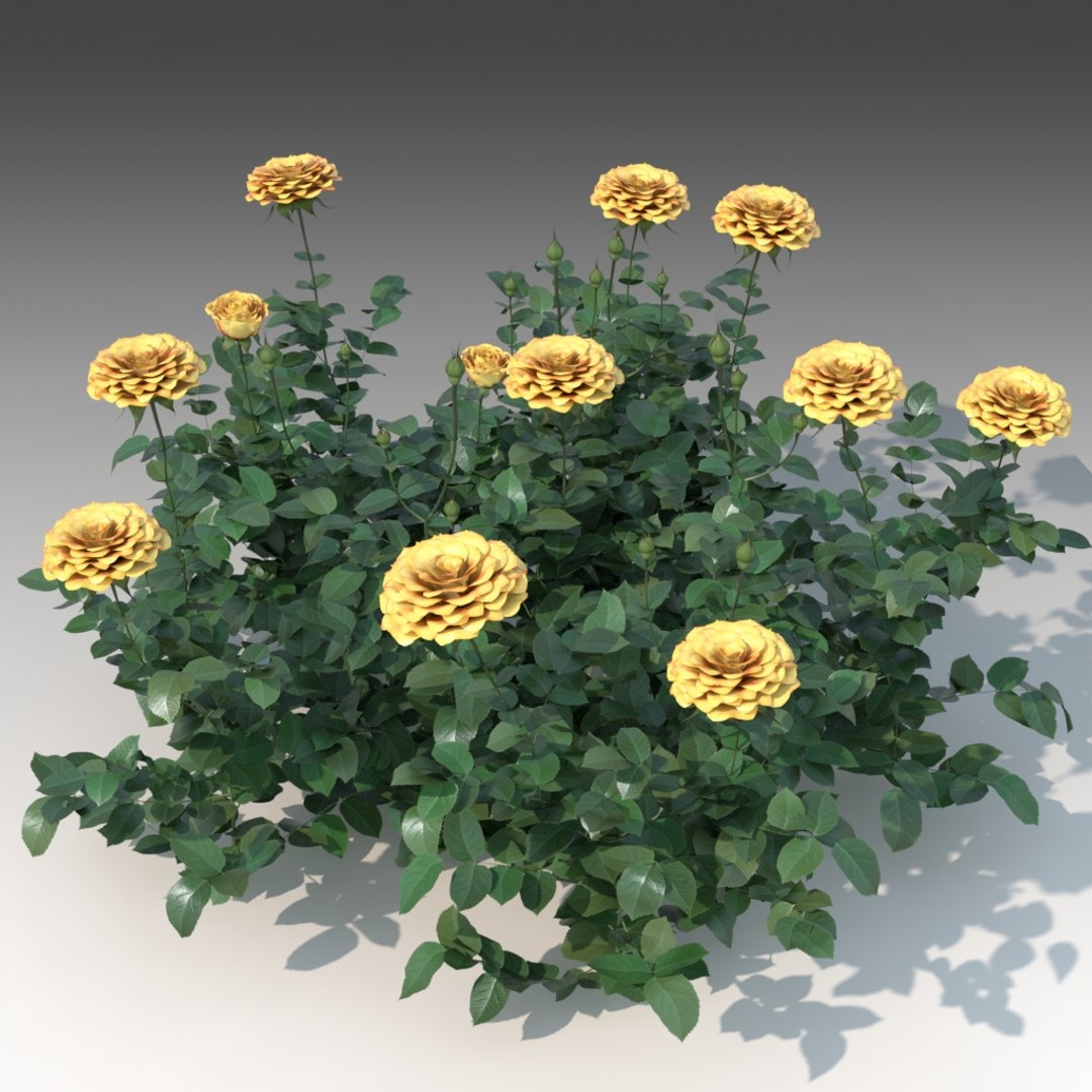 Flower Rose Set 3d Model