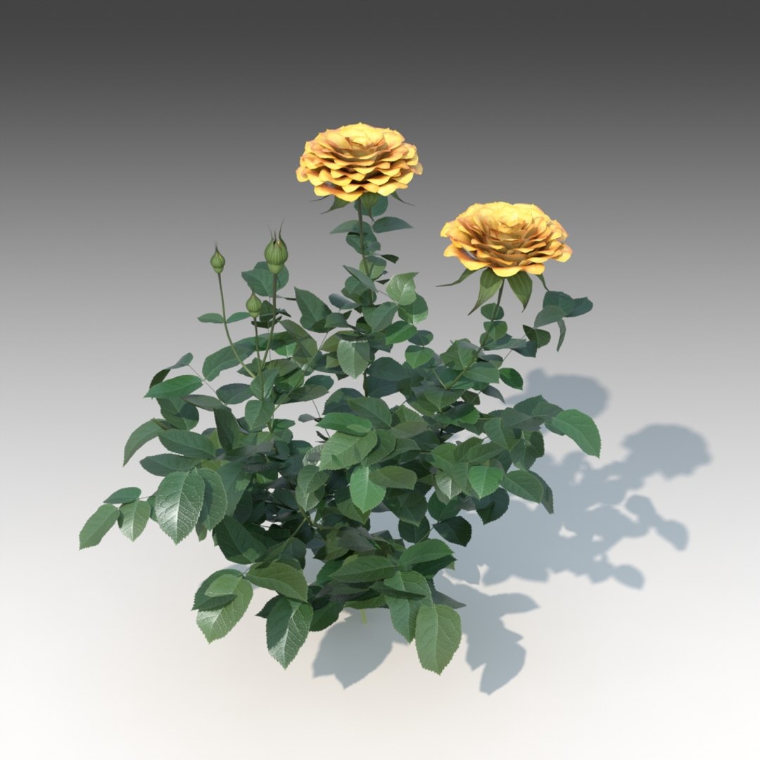 Flower Rose Set 3d Model