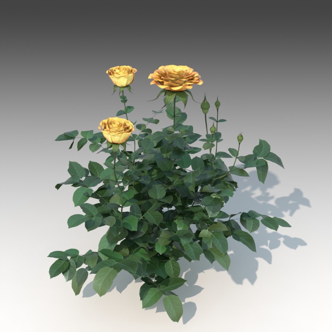Flower Rose Set 3d Model