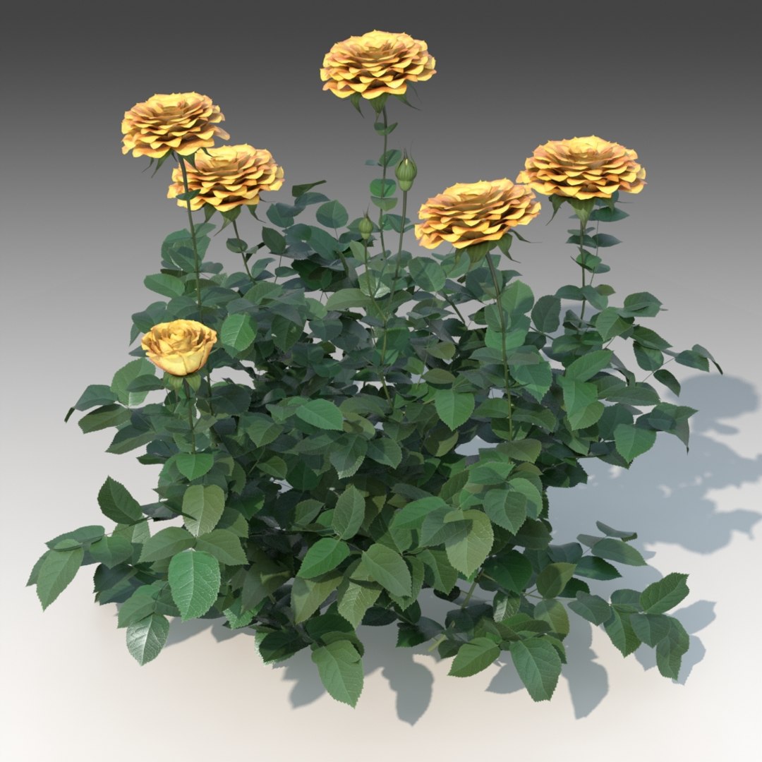 Flower Rose Set 3d Model