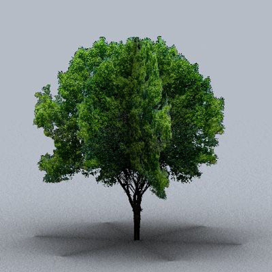 3d model trees