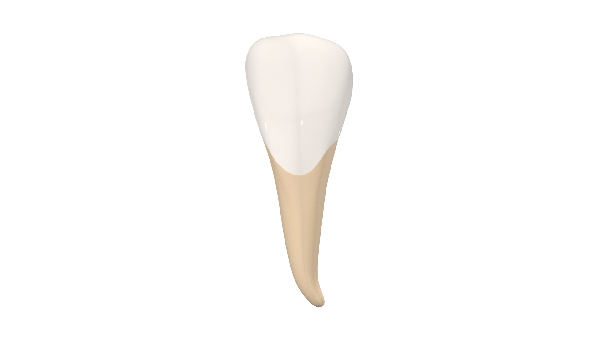 3D Upper Lateral Incisor Tooth - TurboSquid 1771558