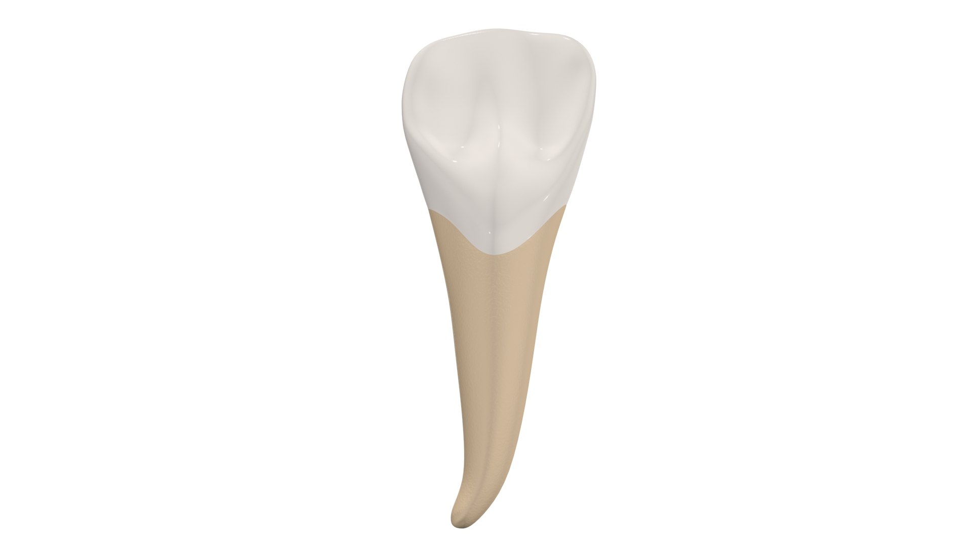 3D Upper Lateral Incisor Tooth - TurboSquid 1771558