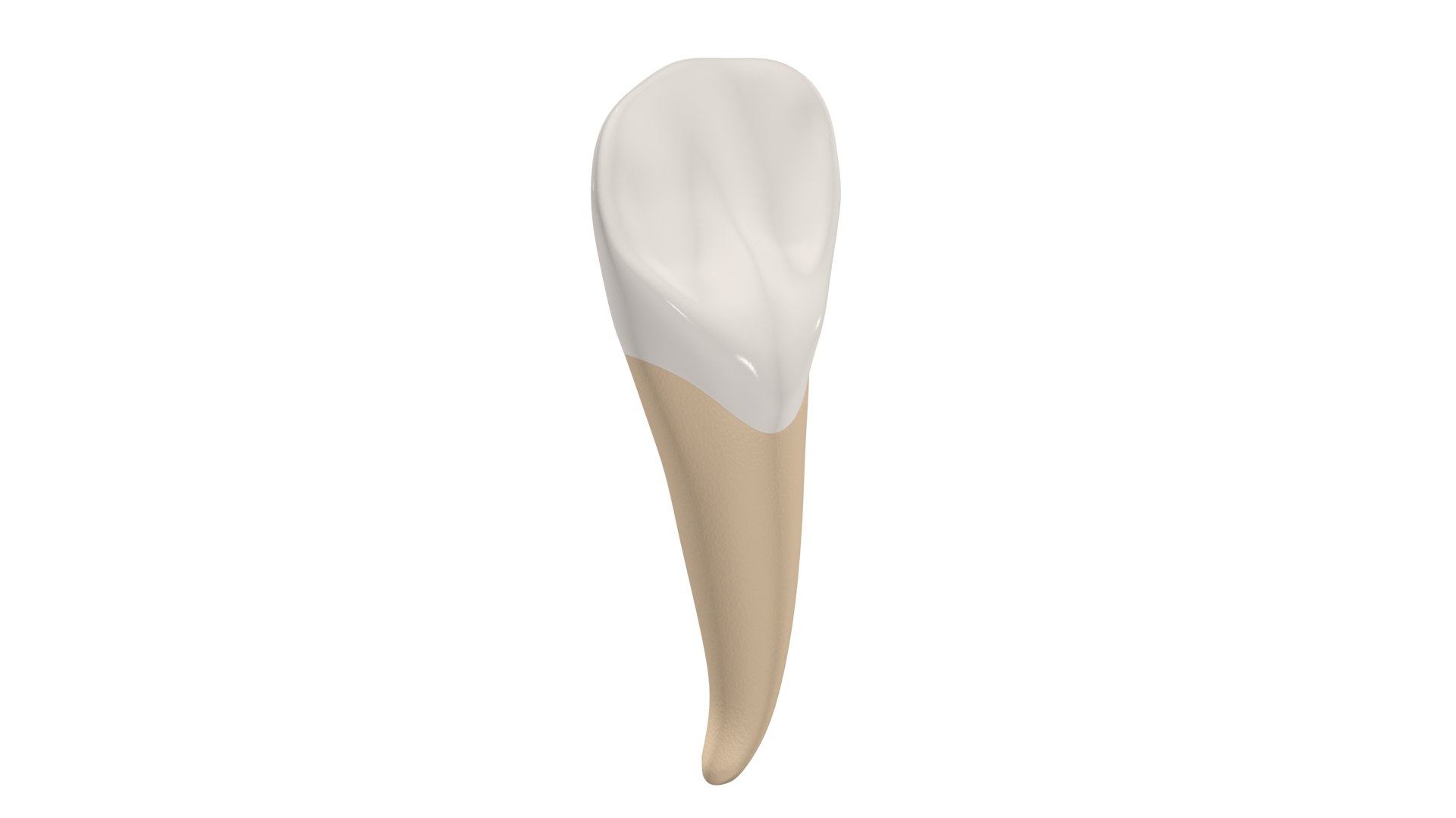 3D Upper Lateral Incisor Tooth - TurboSquid 1771558