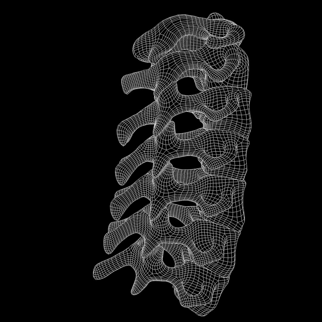 Human Spine Vertebrae 3D Model - TurboSquid 1380961