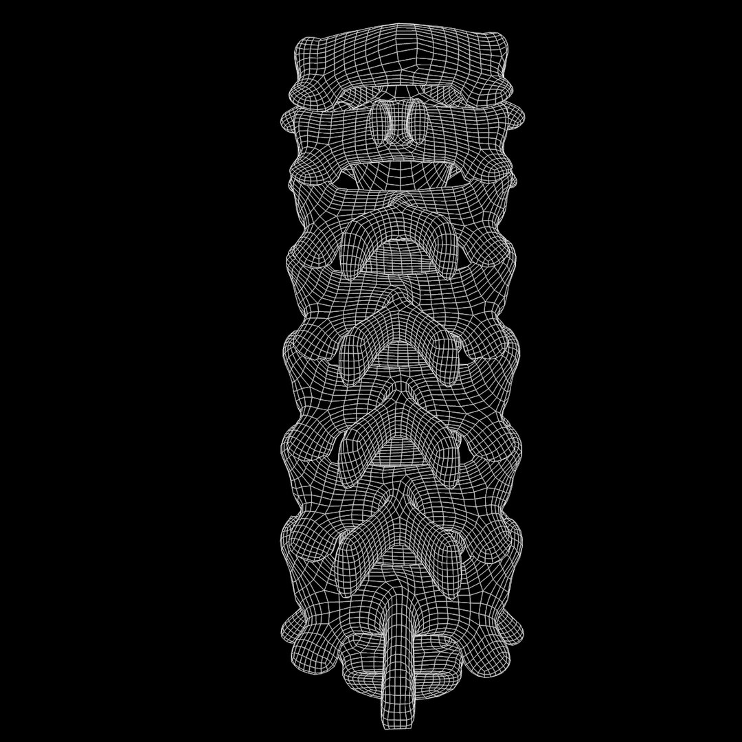 Human Spine Vertebrae 3D Model - TurboSquid 1380961