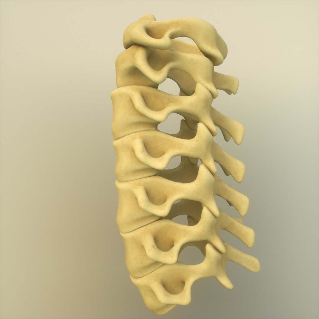 Human Spine Vertebrae 3D Model - TurboSquid 1380961