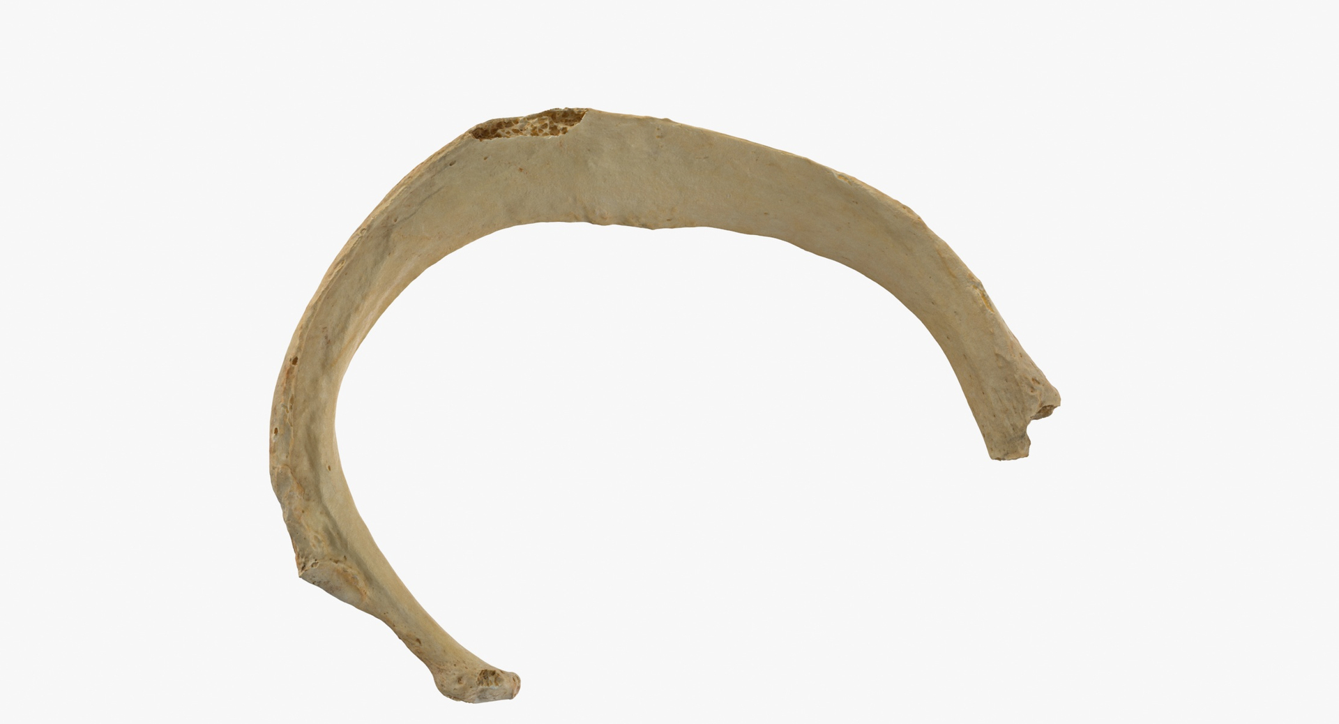 3D model Human Rib Cage Bones Colleciton White and Yellow - 26 models ...