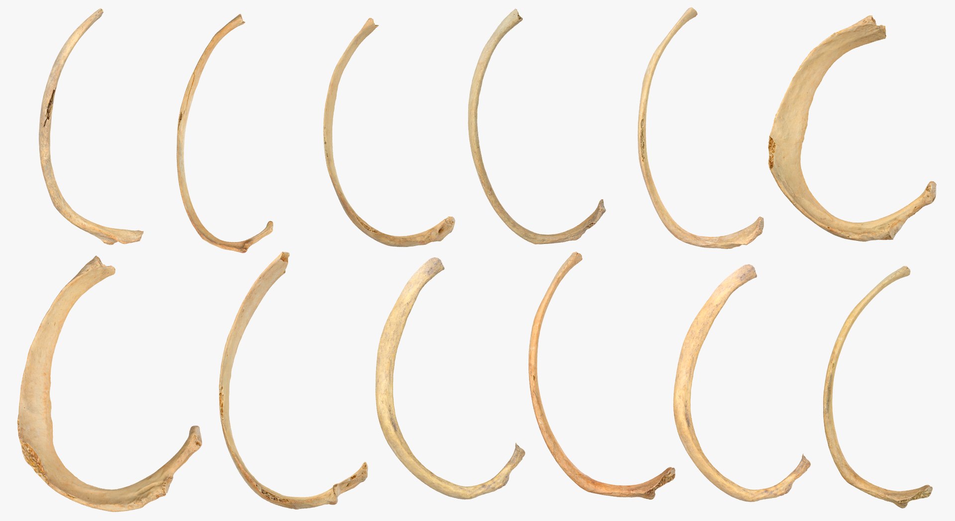 3D model Human Rib Cage Bones Colleciton White and Yellow - 26 models ...