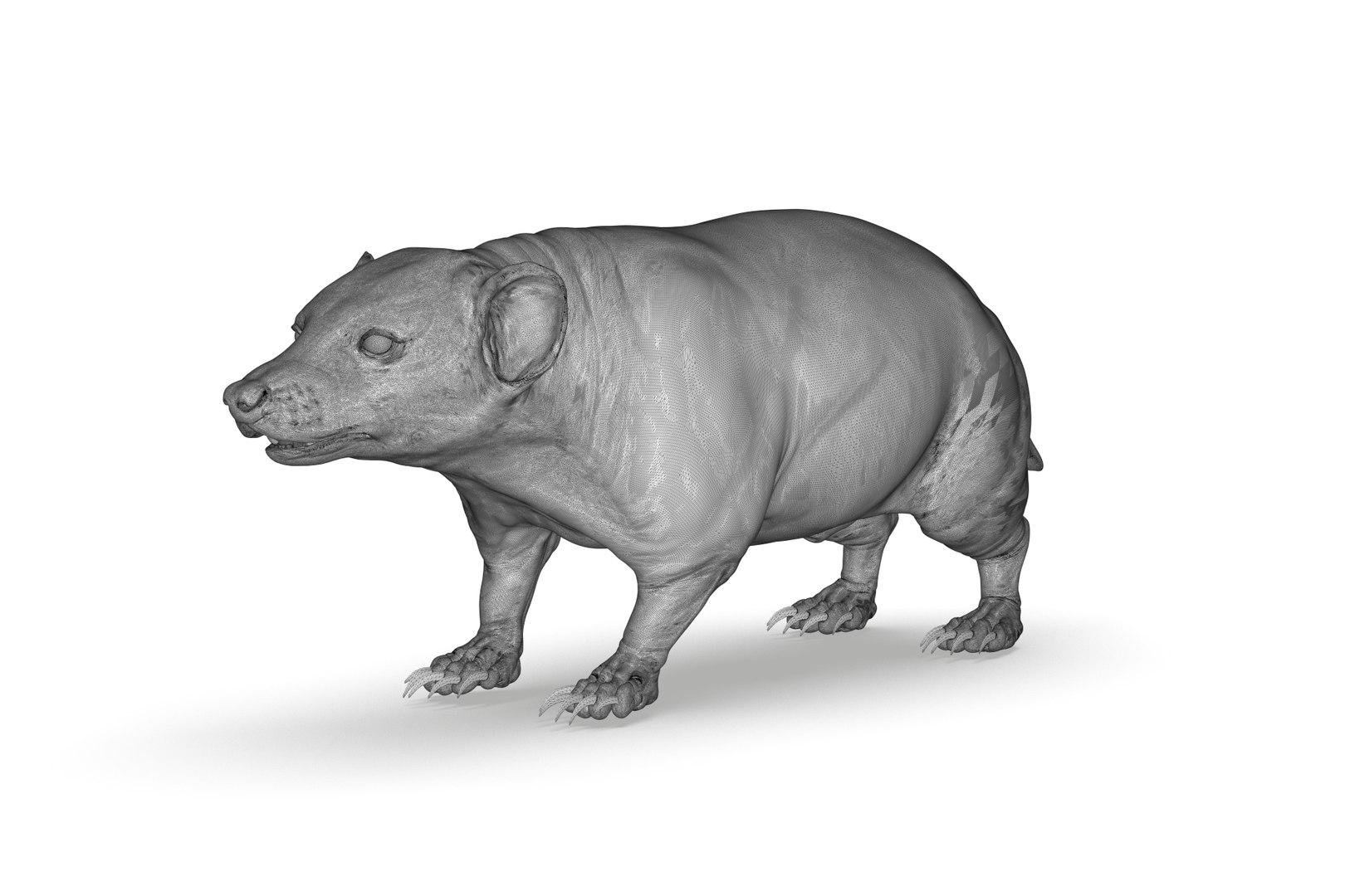 Badger 3D Model - TurboSquid 2205836