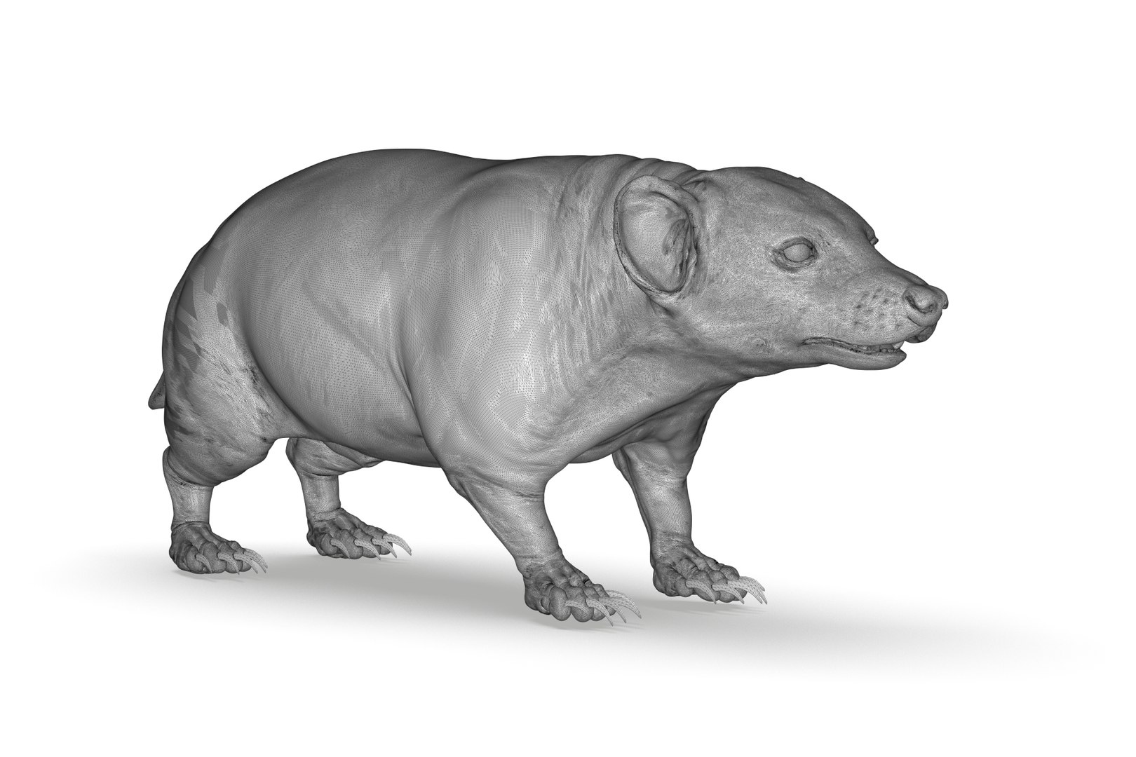 Badger 3D Model - TurboSquid 2205836