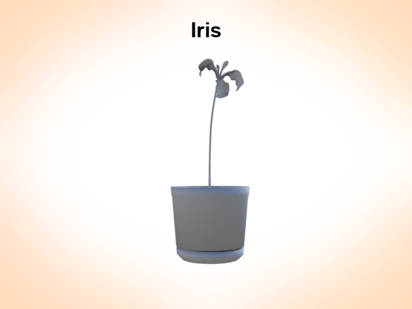 3d iris flowering model