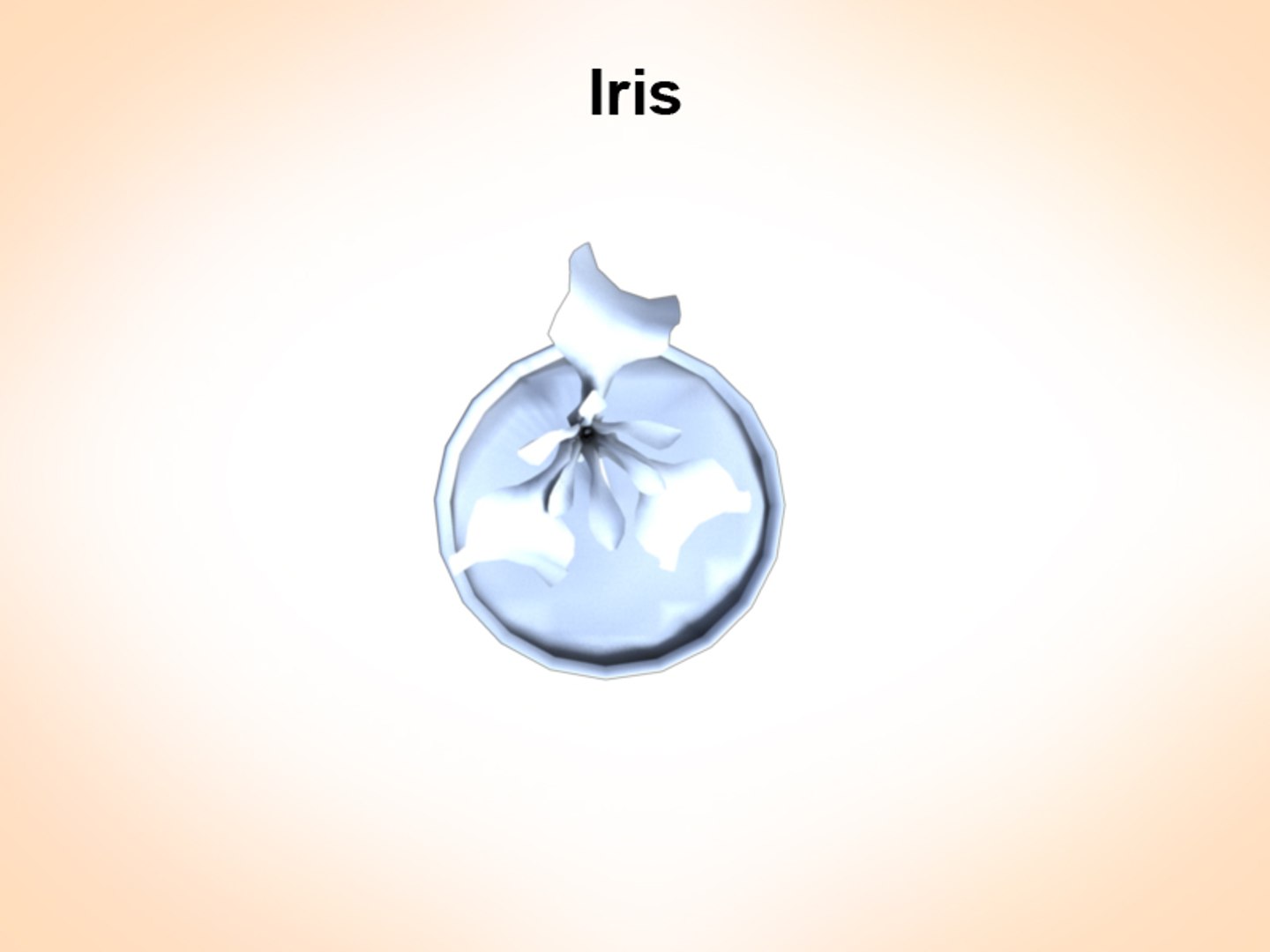 3d iris flowering model