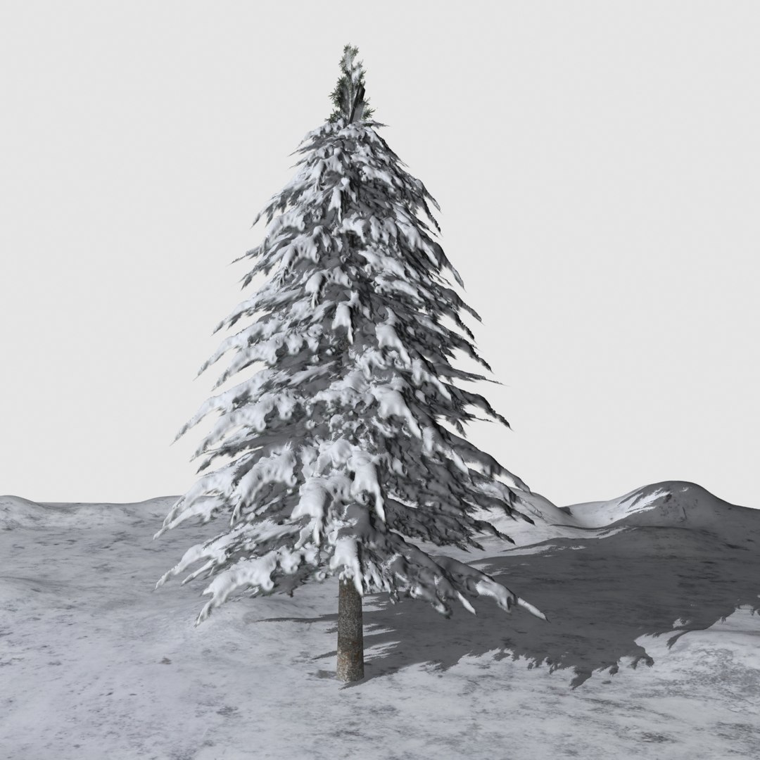 pine tree covered snow 3d model