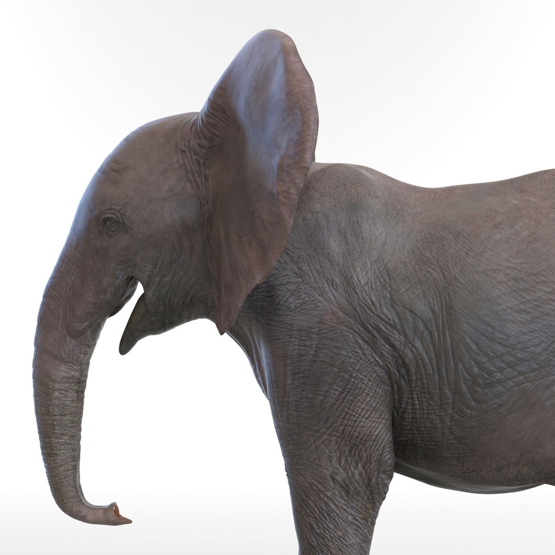 3d model baby elephant rigged