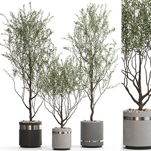 3d Model Olive Tree