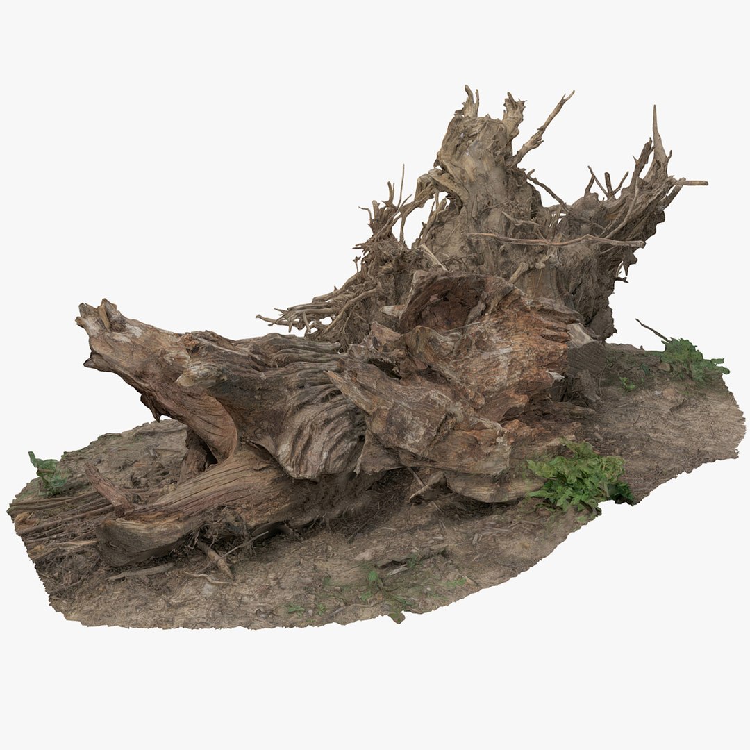 Tree uprooted dry stump roots 3D model - TurboSquid 1945055