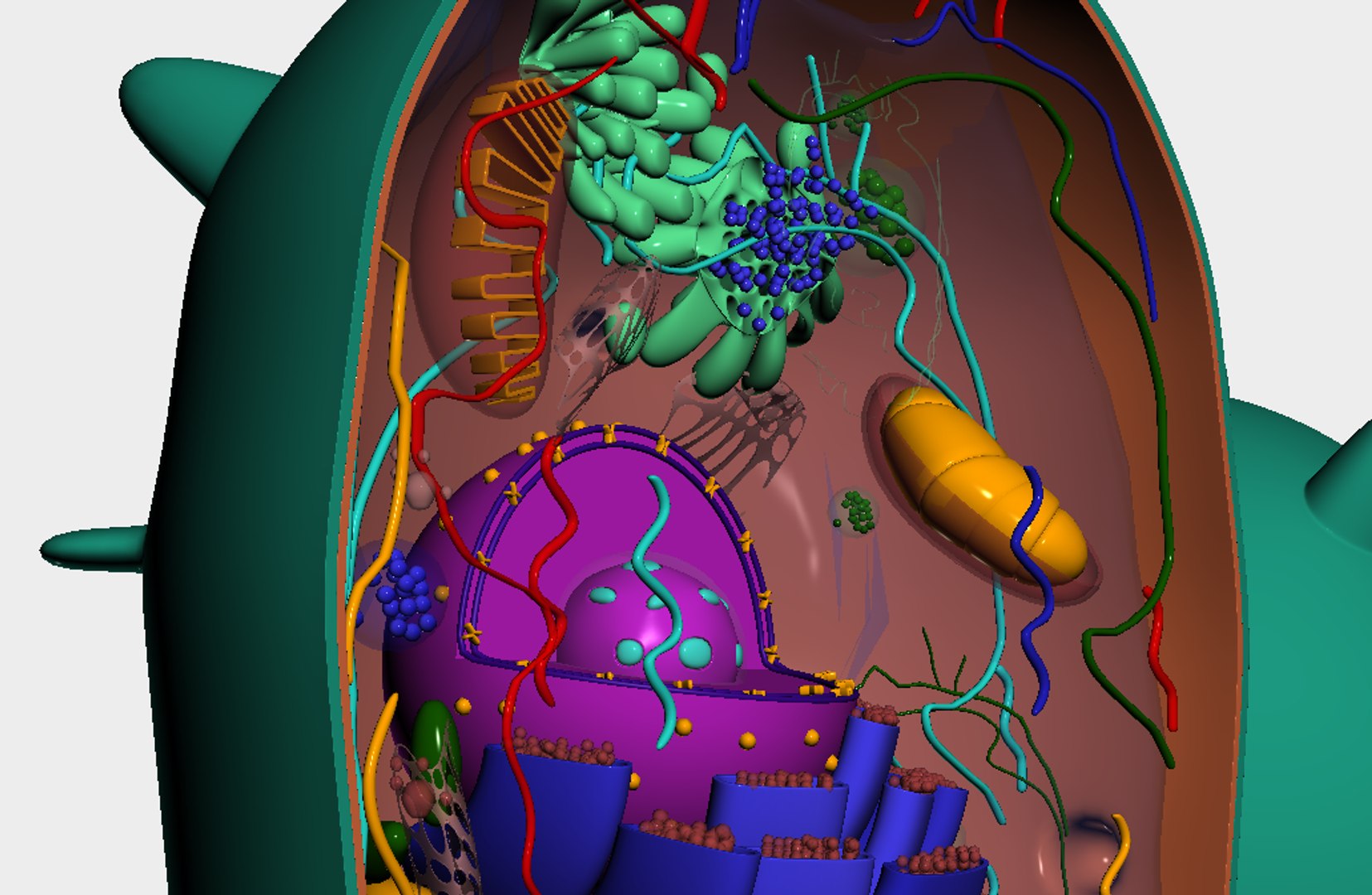 3D model animal cell - TurboSquid 1244021