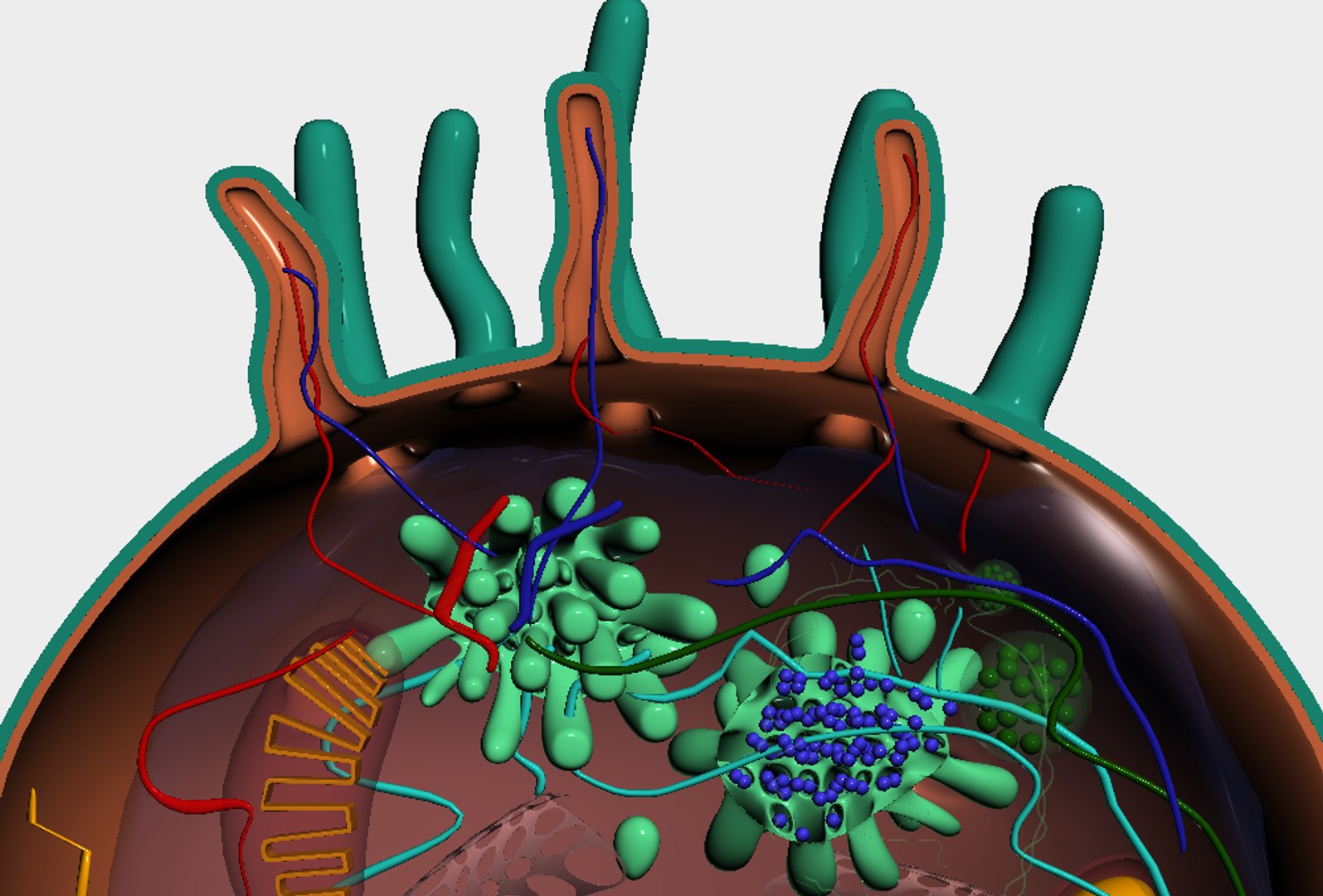 3D Model Animal Cell - TurboSquid 1244021