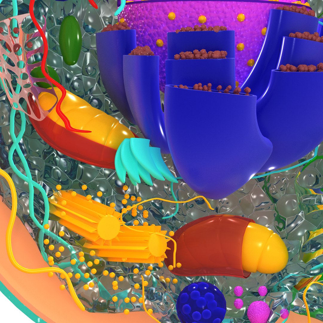 3D Model Animal Cell - TurboSquid 1244021