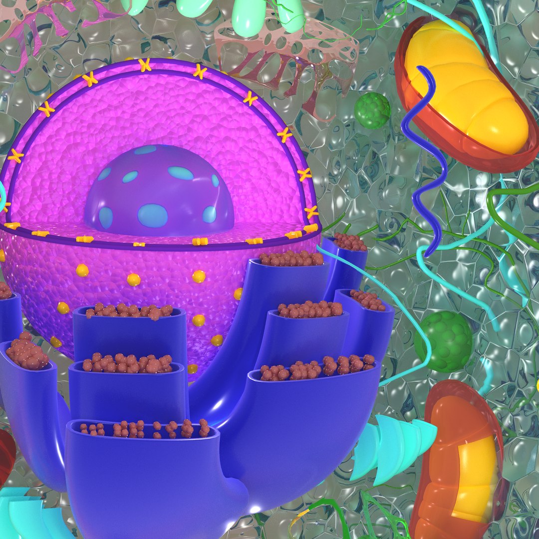 3D Model Animal Cell - TurboSquid 1244021