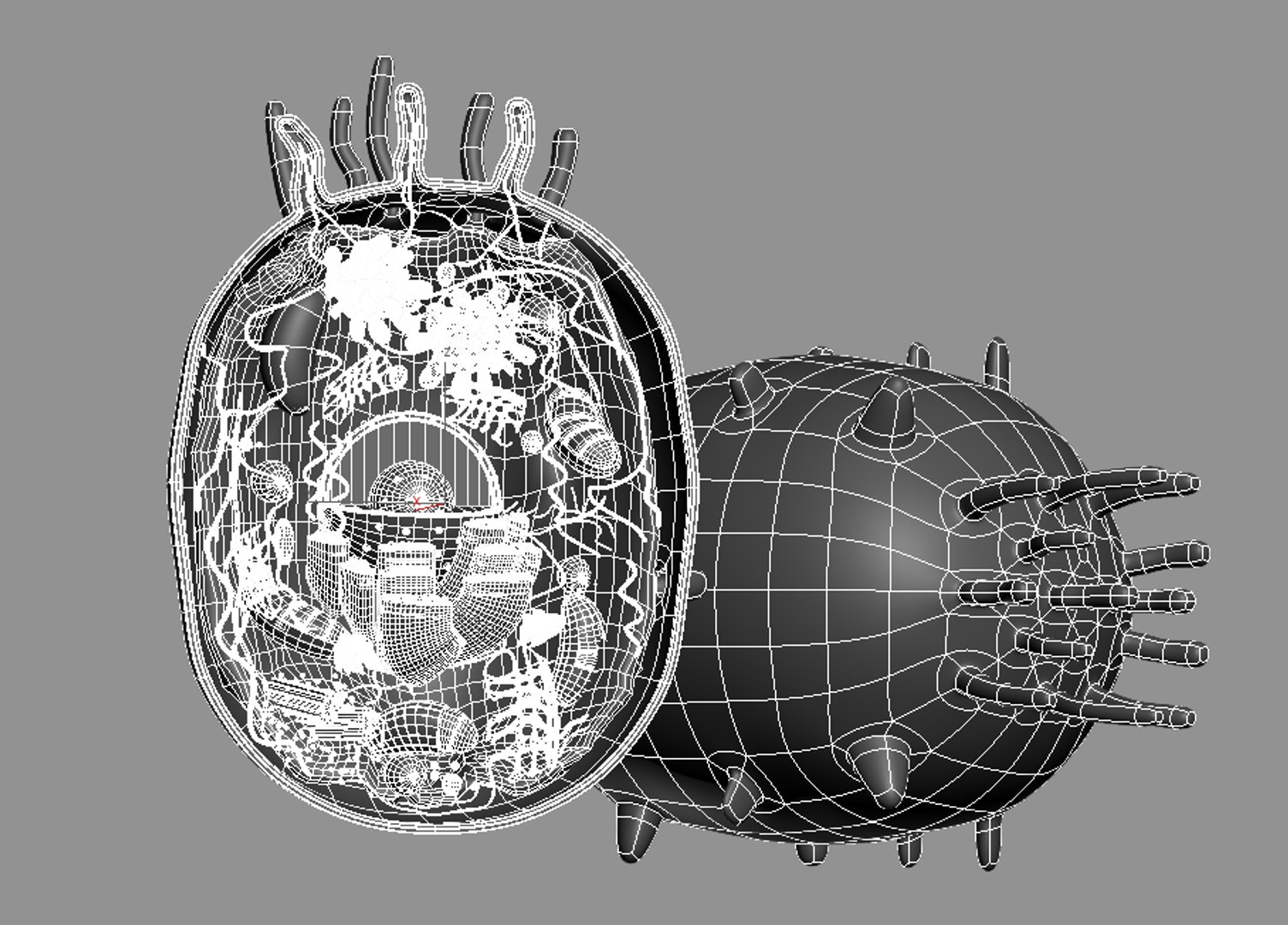 3D Model Animal Cell - TurboSquid 1244021