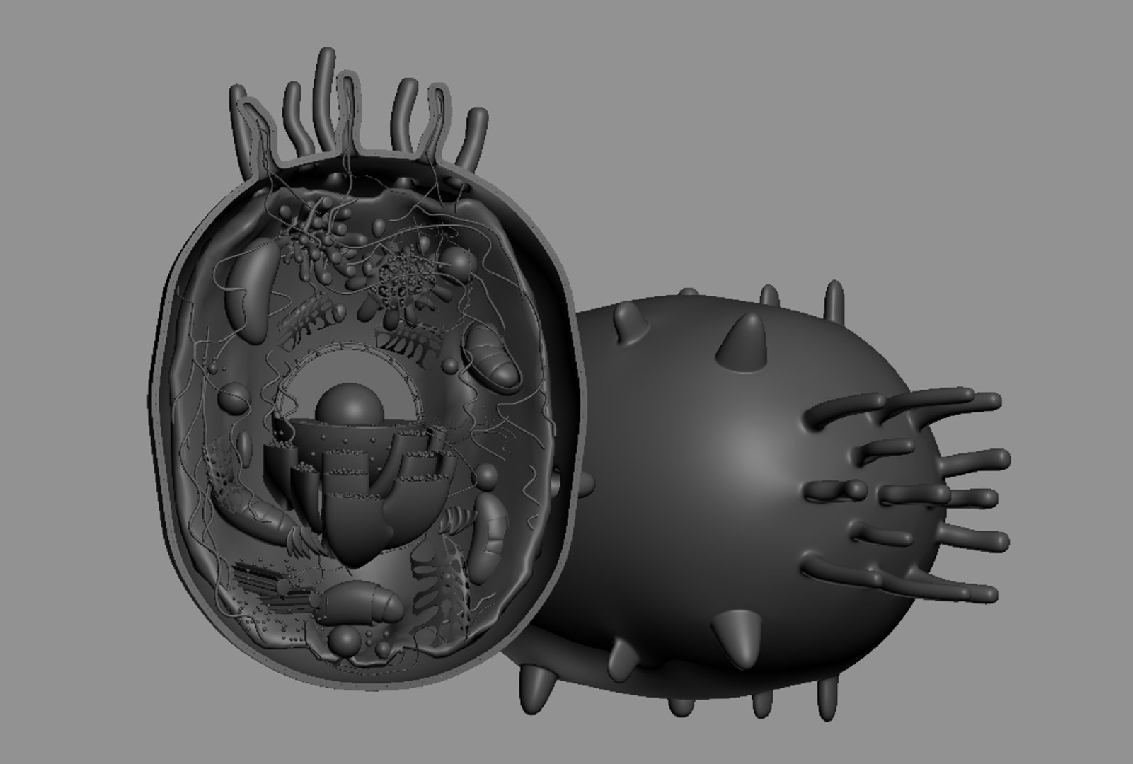 3D Model Animal Cell - TurboSquid 1244021