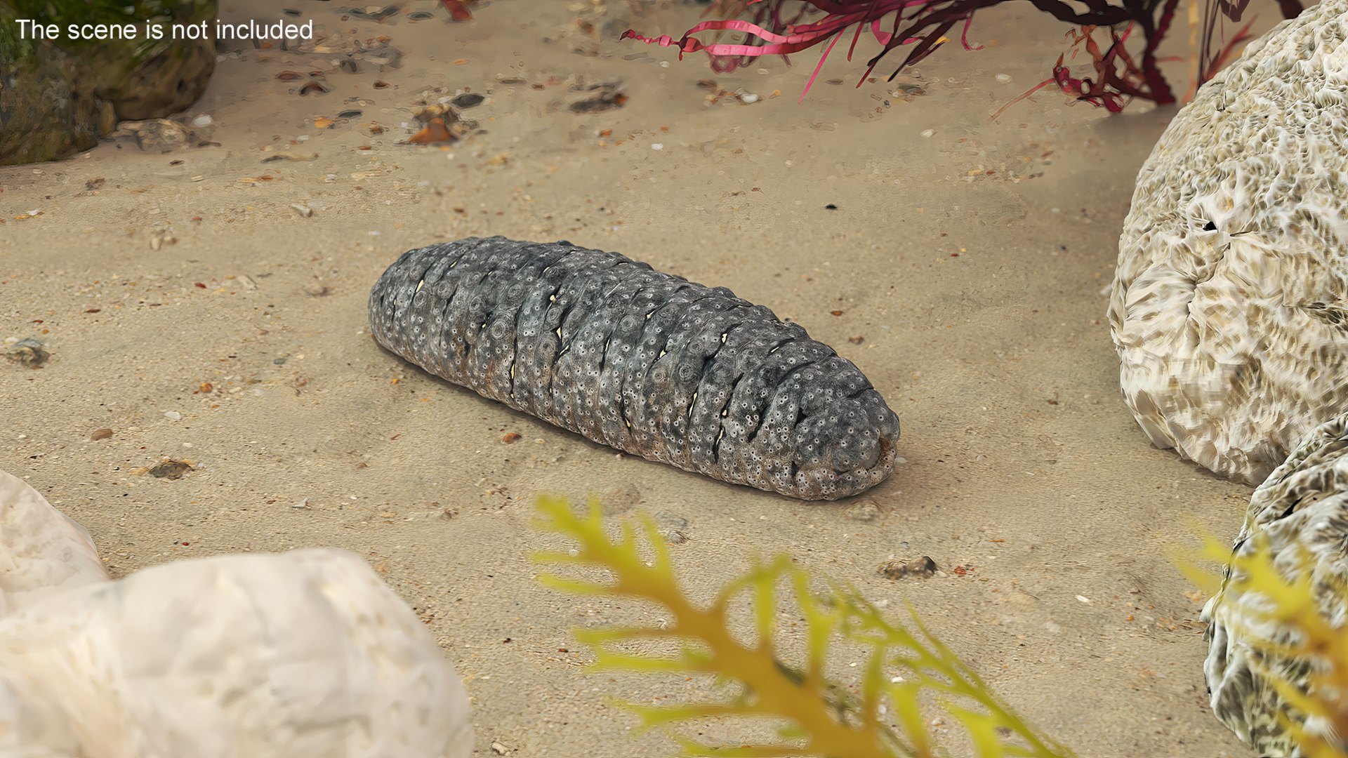 3D Trepang Gray Rigged Model - TurboSquid 2300072