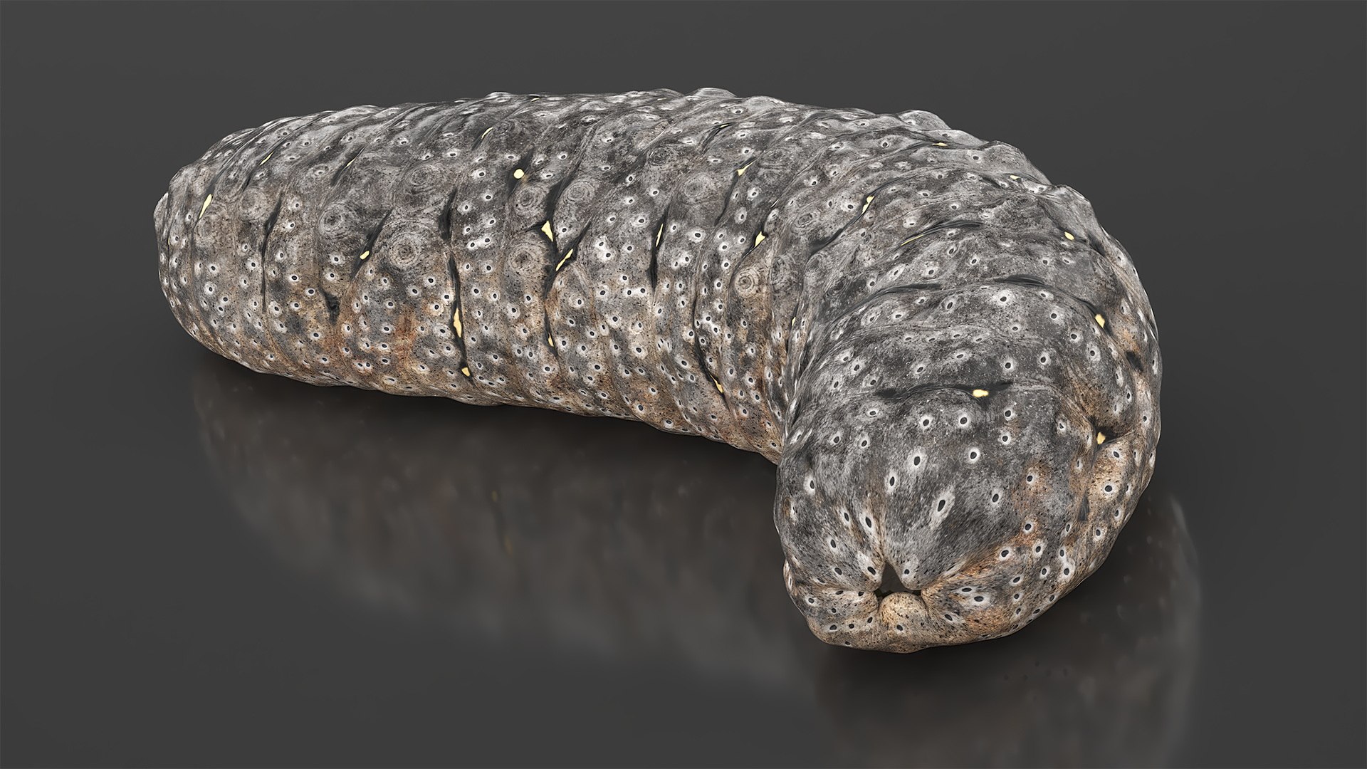 3D Trepang Gray Rigged Model - TurboSquid 2300072