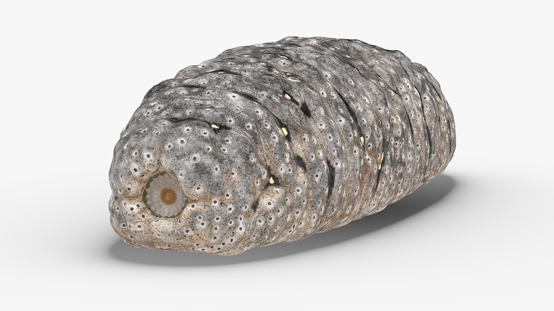 3D Trepang Gray Rigged Model - TurboSquid 2300072