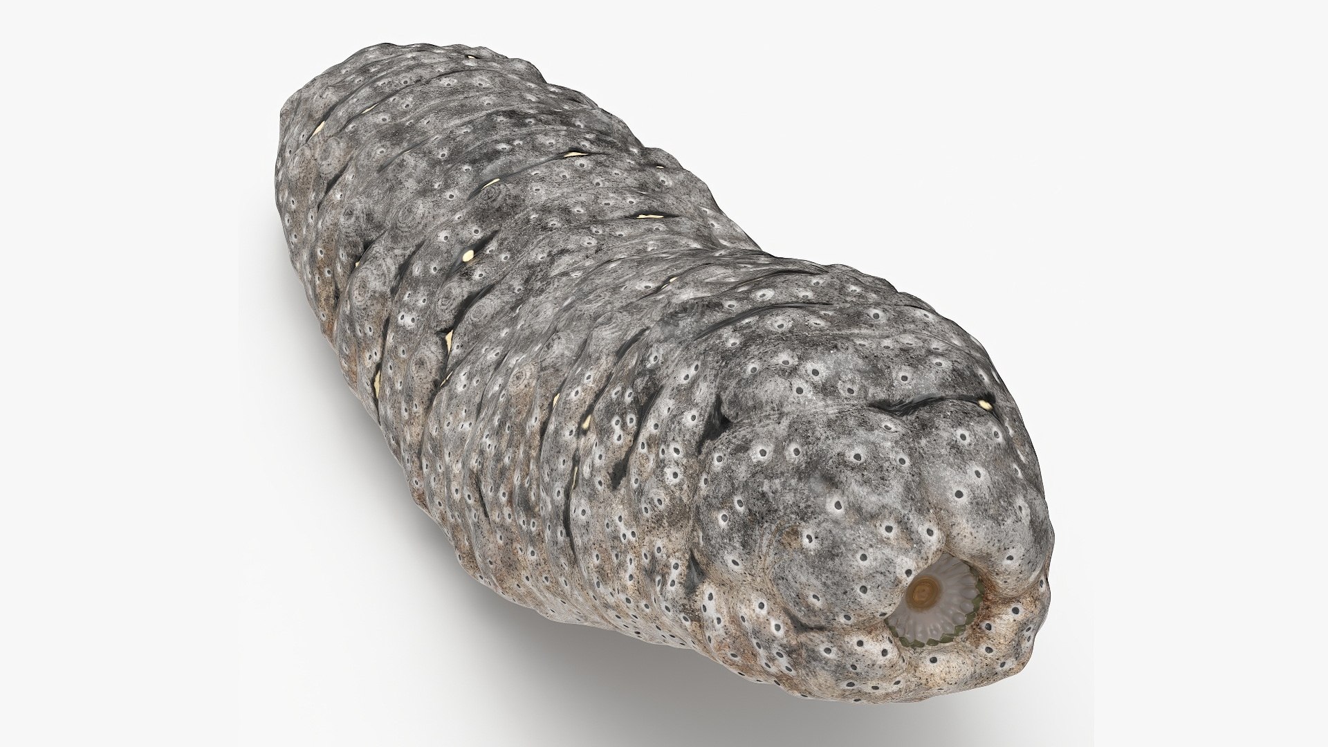 3D Trepang Gray Rigged Model - TurboSquid 2300072