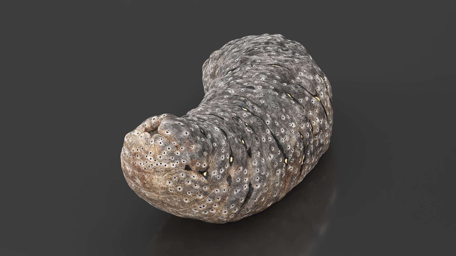 3D Trepang Gray Rigged Model - TurboSquid 2300072