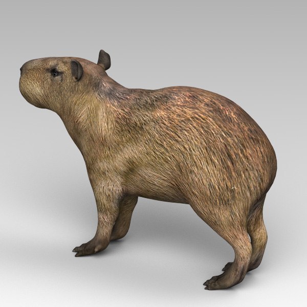 Capibara Model 3D - TurboSquid 755110