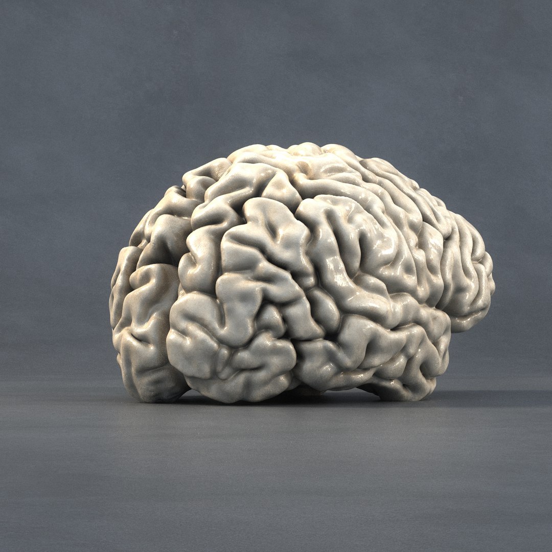 Brain Sculpture 3D Model - TurboSquid 2243724