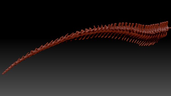 3D model giganotosaurus tail set skeletons - TurboSquid 1695018