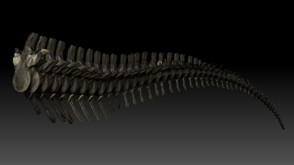 3D model giganotosaurus tail set skeletons - TurboSquid 1695018