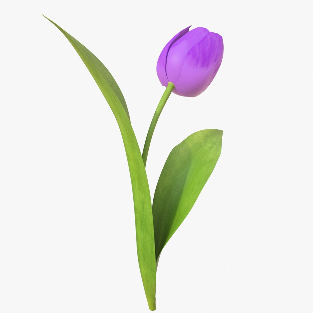 3D Tulip Flower Model - TurboSquid 1205675