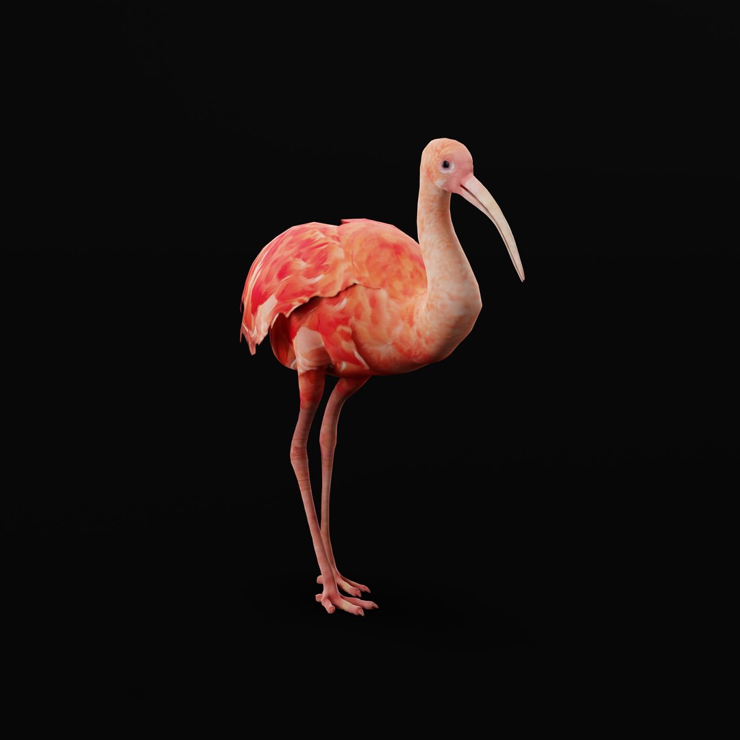 Scarlet Ibis Bird Model - TurboSquid 2353411