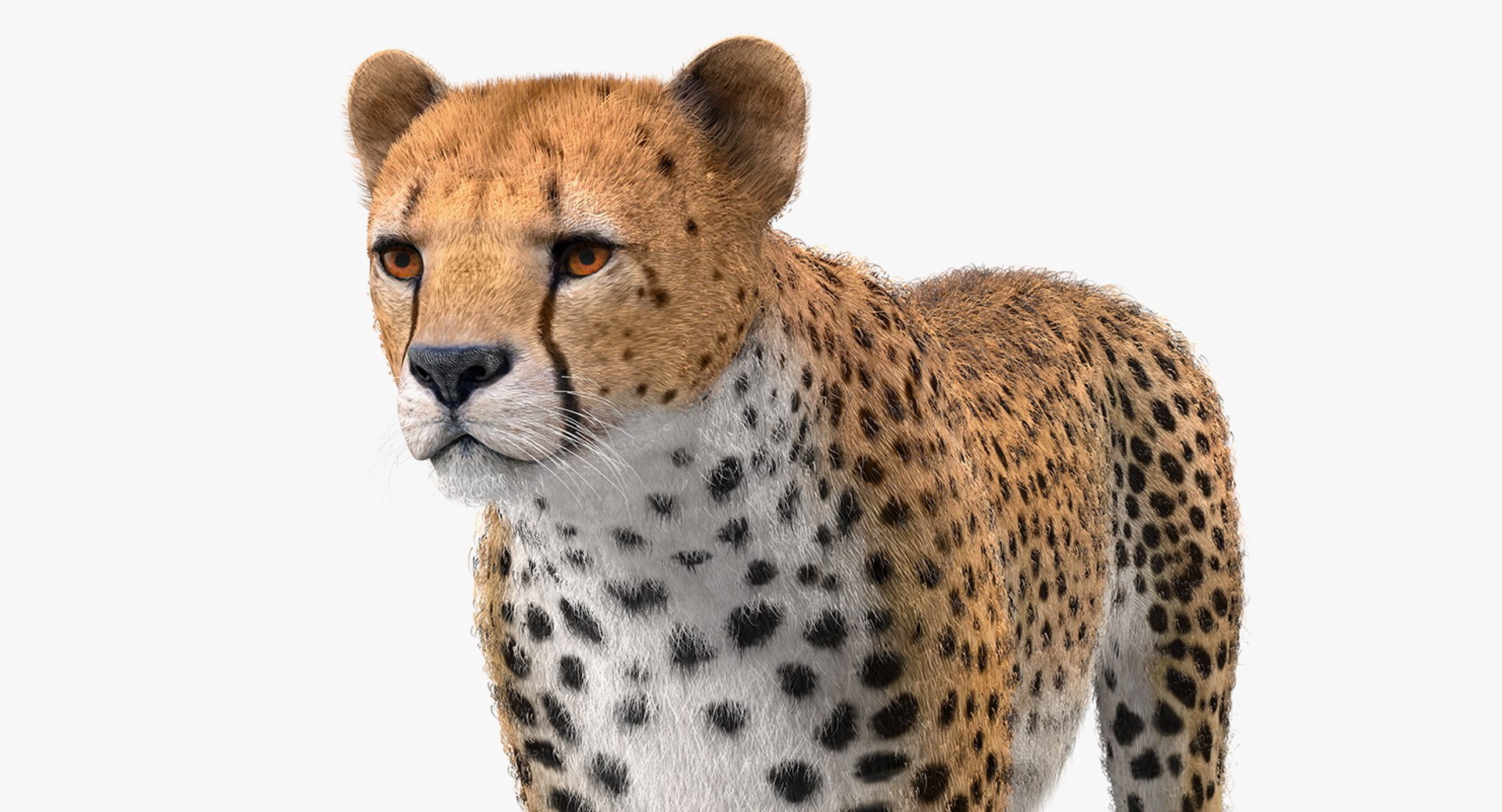 3D Cheetah Fur Model - TurboSquid 1393913