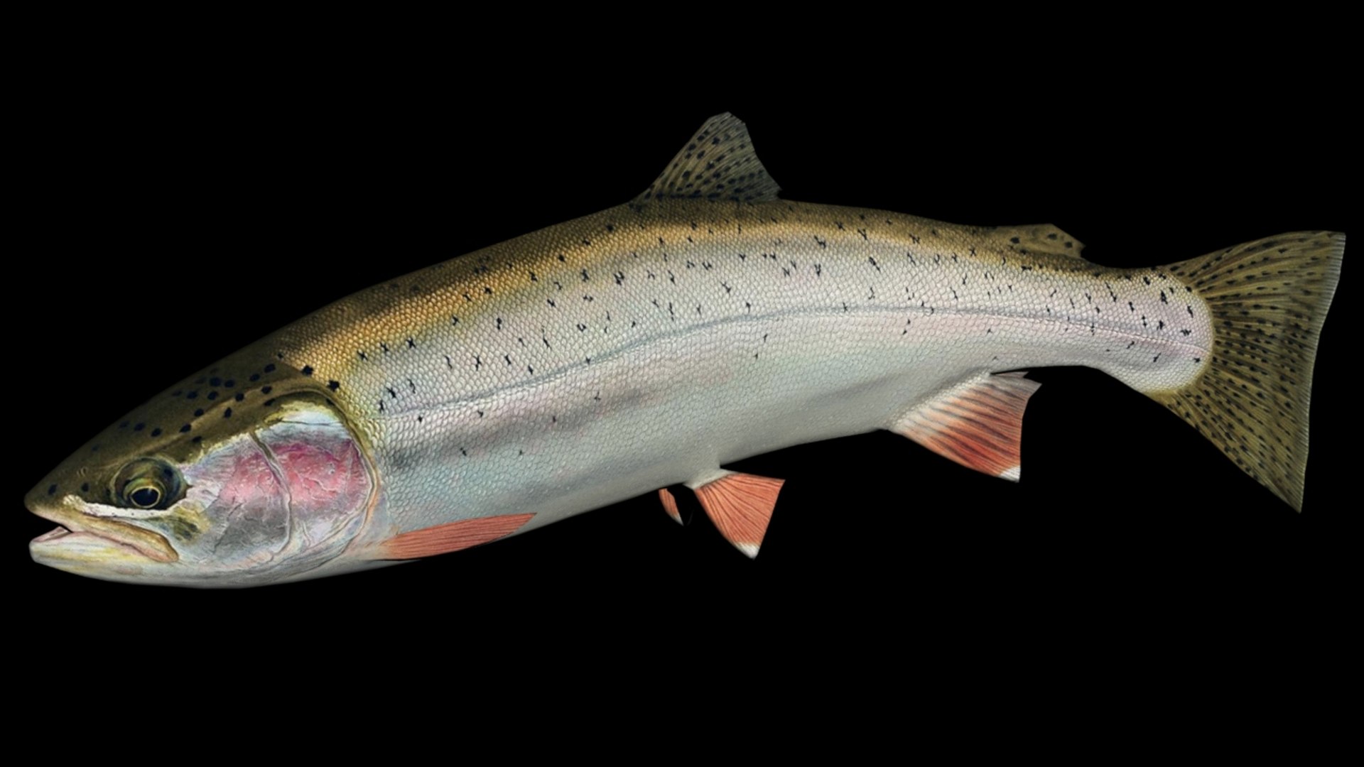 Trout Fish 3D Model - TurboSquid 1370830