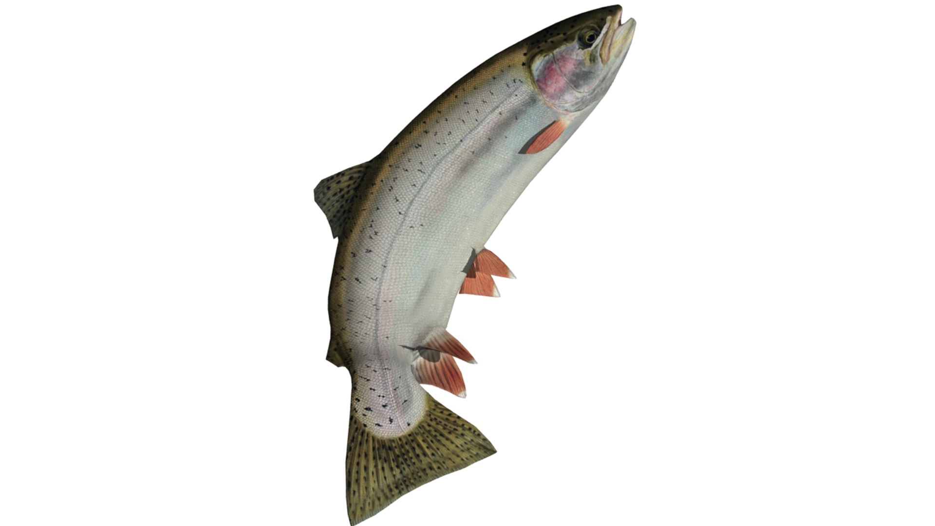 Trout Fish 3D Model - TurboSquid 1370830