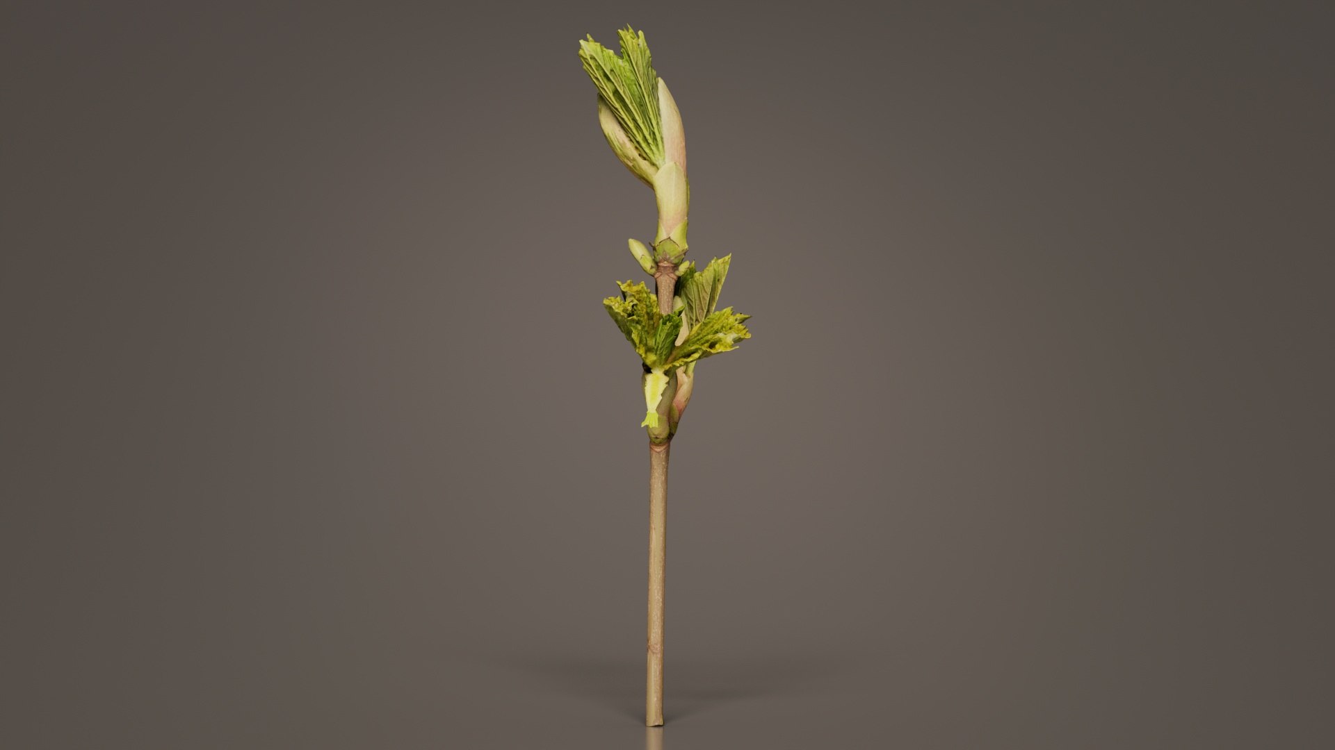 Sycamore Maple Sapindaceae Sprout Remastered 3D - TurboSquid 2362697