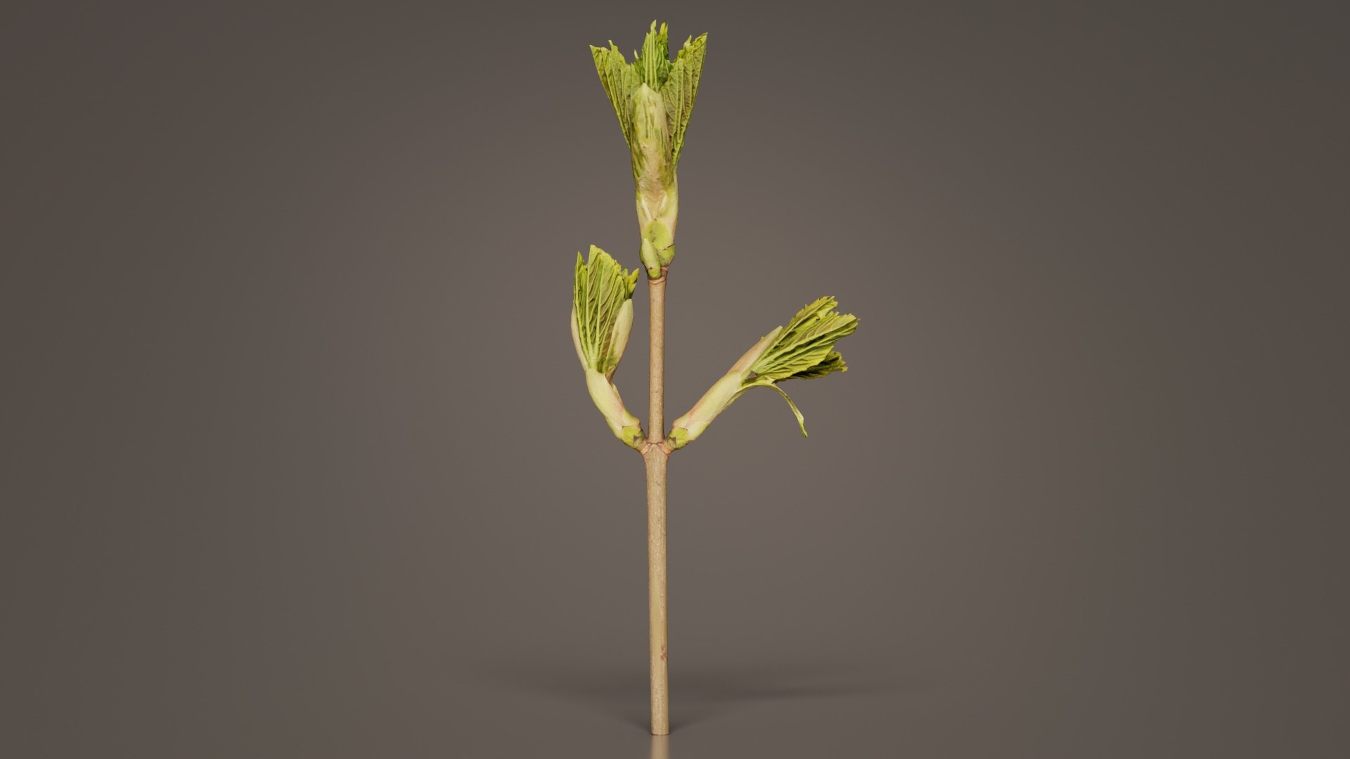 Sycamore Maple Sapindaceae Sprout Remastered 3D - TurboSquid 2362697