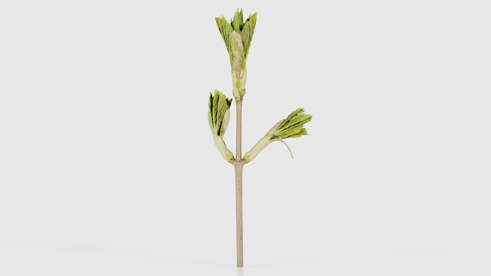 Sycamore Maple Sapindaceae Sprout Remastered 3D - TurboSquid 2362697